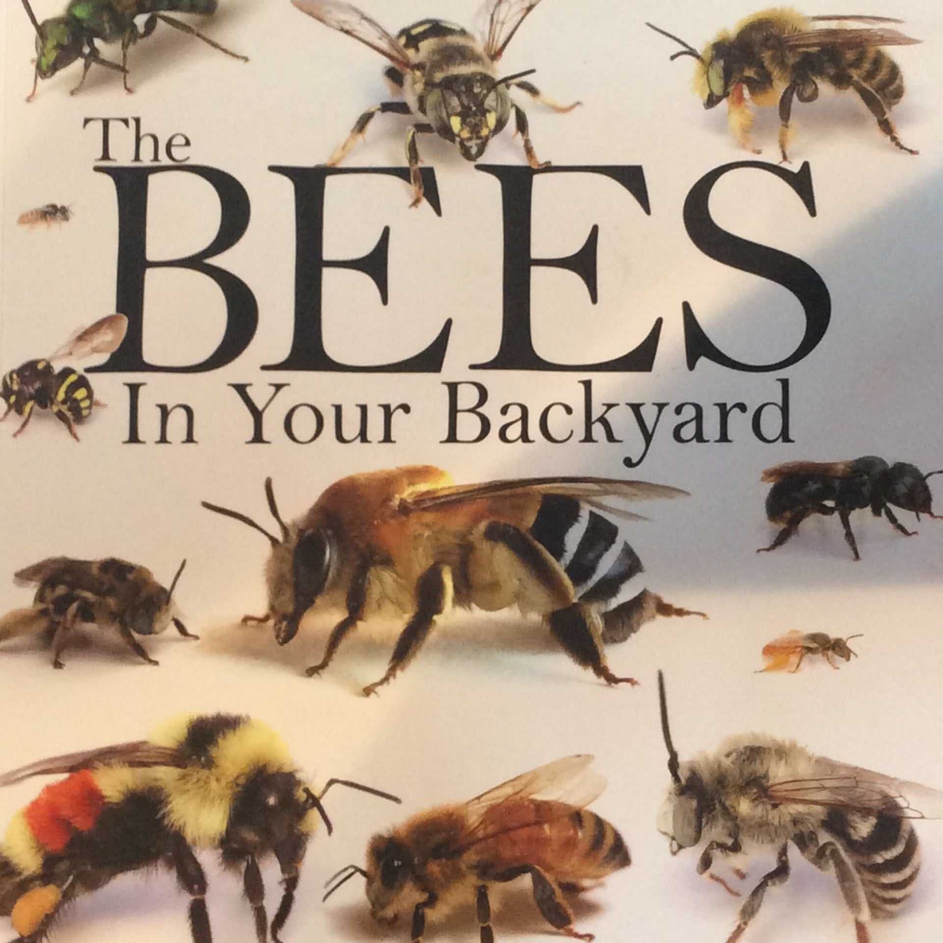 Bees in Your Backyard - A Guide to North America's Bees | Rocky ...